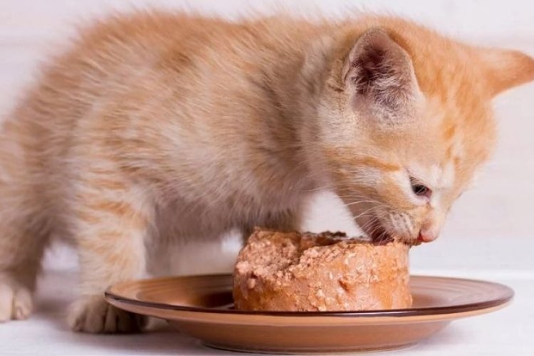 5 Ways to make pate for cats at home Cheap, Delicious, fast Fatty cat ...